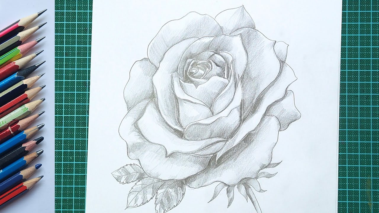 How to Draw a Rose with Pencil Sketch - Easy Realistic Rose - YouTube