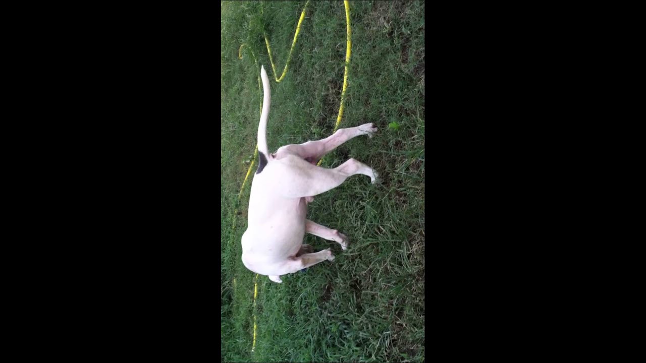 5 month old pitbull 37lbs RUNT - YouTube