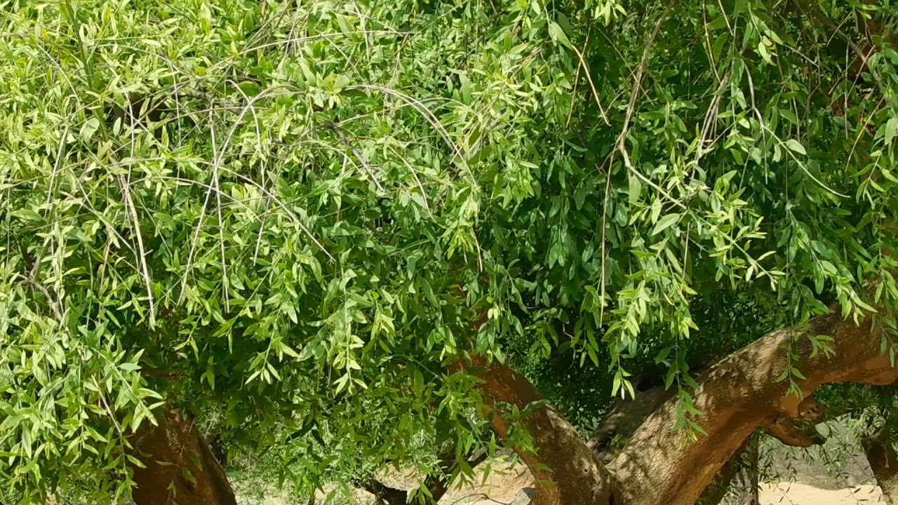 Salvadora tree पीलू ,जाल ,मिस्वाक miswak at aravali foothill sikar ...
