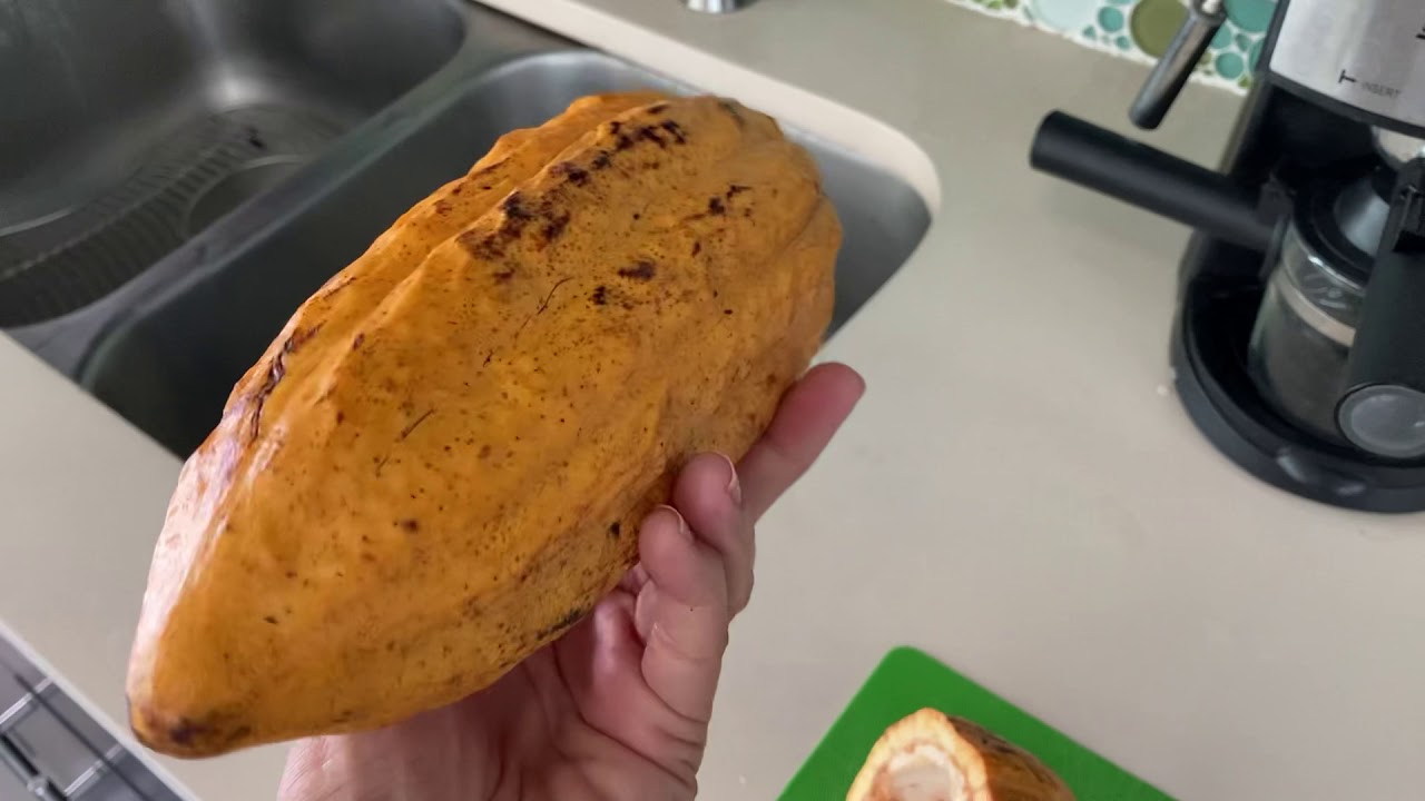 Cacao in Puerto Rico - YouTube