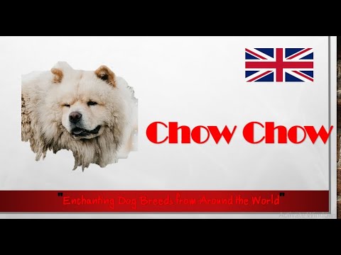 #Chow Chow "Enchanting Dog Breeds from Around the World" - YouTube