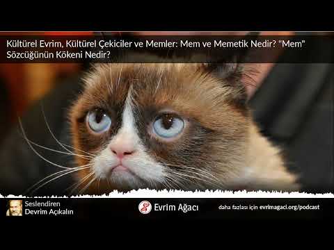 Kültürel Evrim, Kültürel Çekiciler ve Memler: Mem ve Memetik Nedir? \