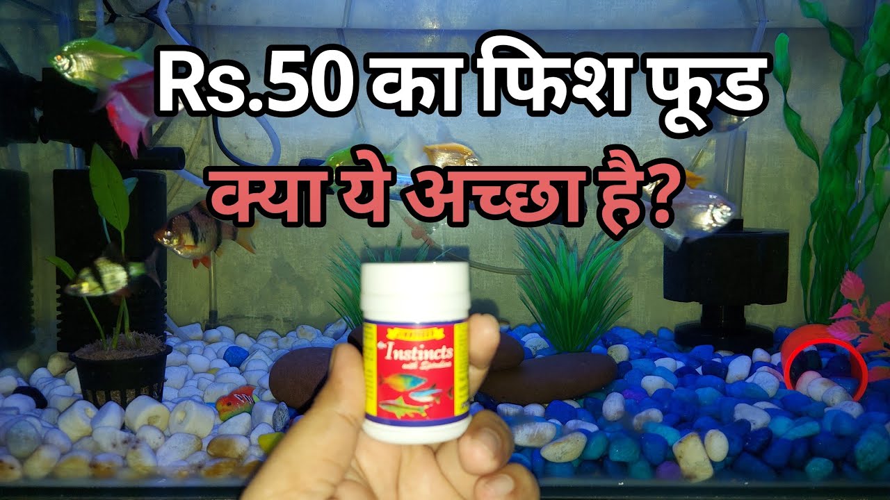 Rs.50 का सस्ता वाला फिश फूड. Is cheap fish food good for fishes? - YouTube