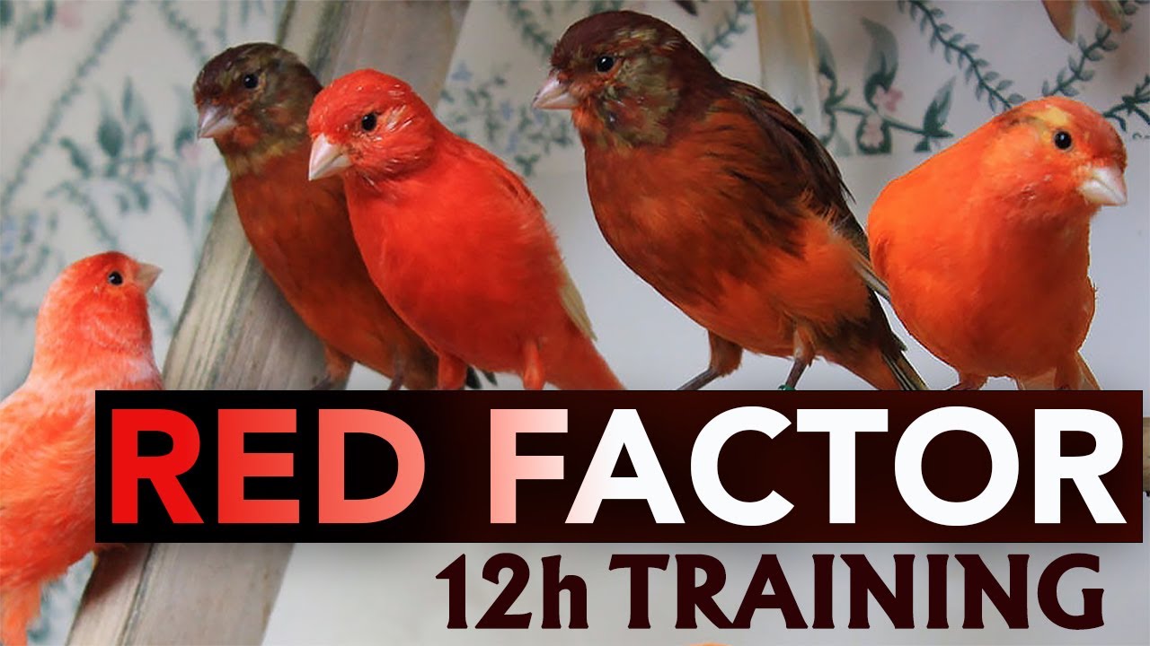 Red Factor Canary 12h Singing - The Best Training Song - YouTube