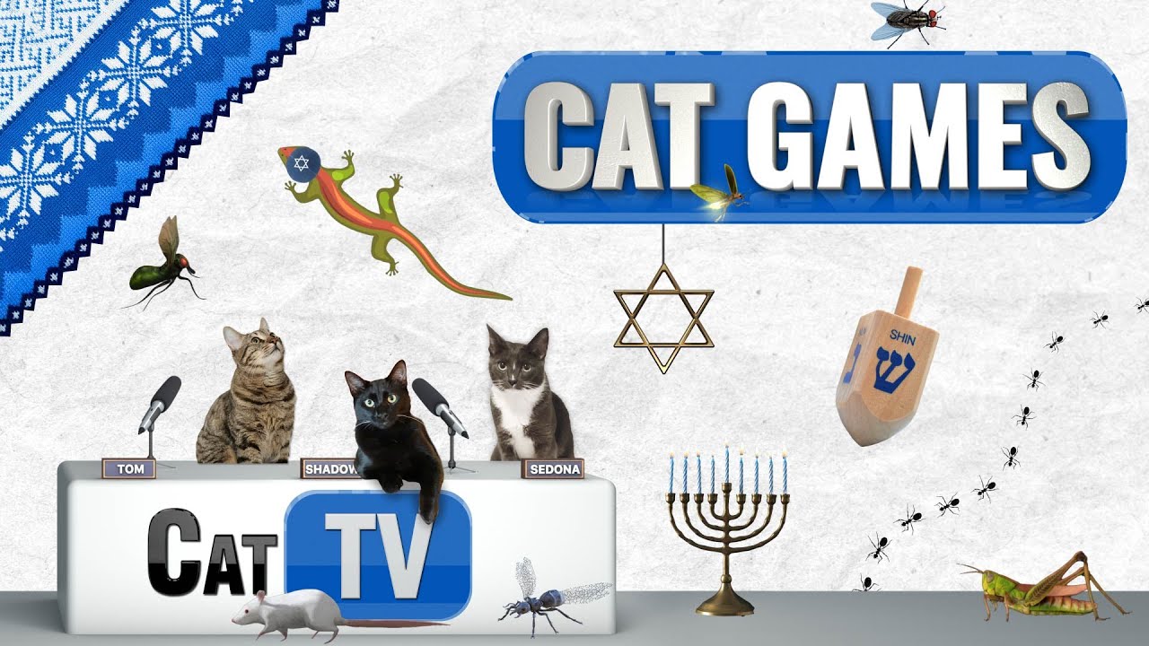 Cat Games | 🕎 Hanukkah for Cats | Festive Fun For Feline Friends 🌀 🎁🐈 ...