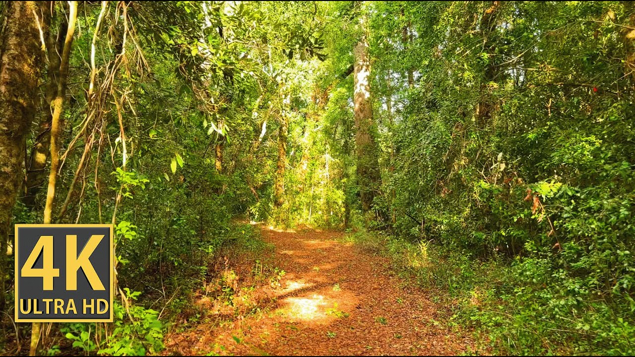 Soothing Forest Nature Walk (With Ambient Nature Sounds And Music ...