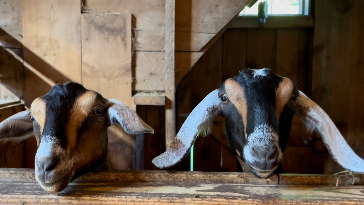 Screaming goat alarm clock - YouTube