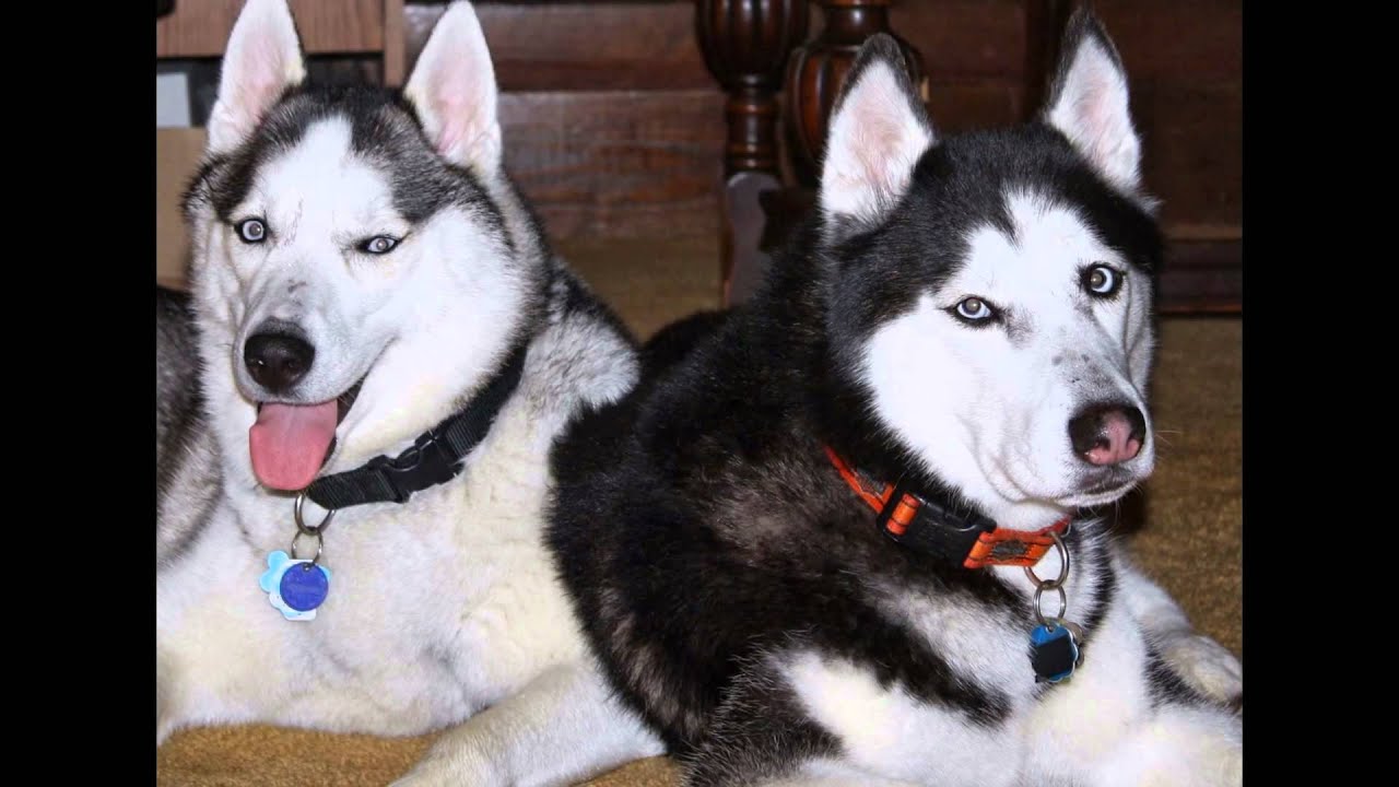 Jake, Jethro and friends. - YouTube