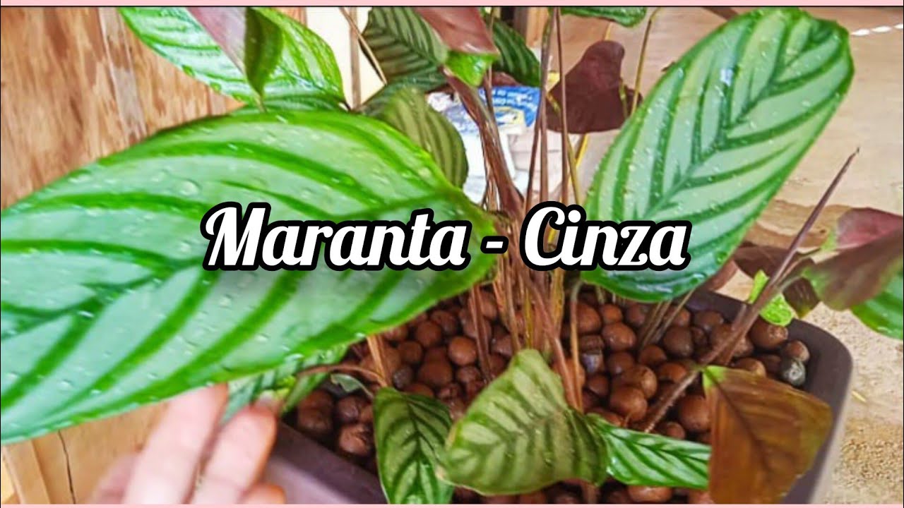 Maranta Cinza - replantio para um vaso maior - YouTube