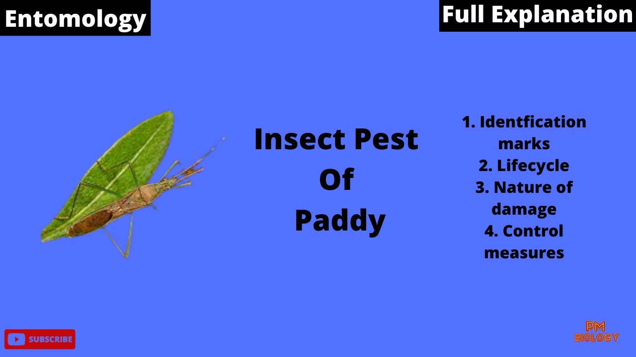 Insect Pest of paddy | Full explanation | Entomology | PM Biology - YouTube