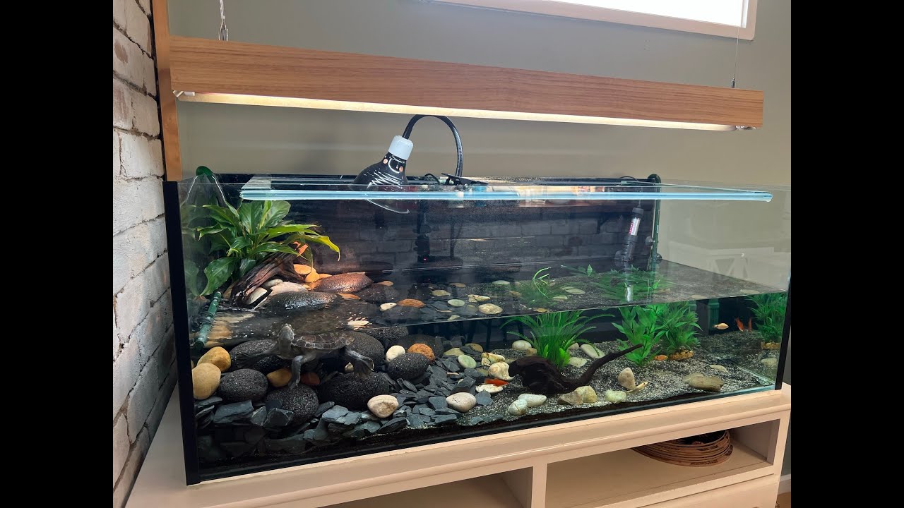 Turtle Tank - Quick Rescape and Cleaning Tank Filter - YouTube