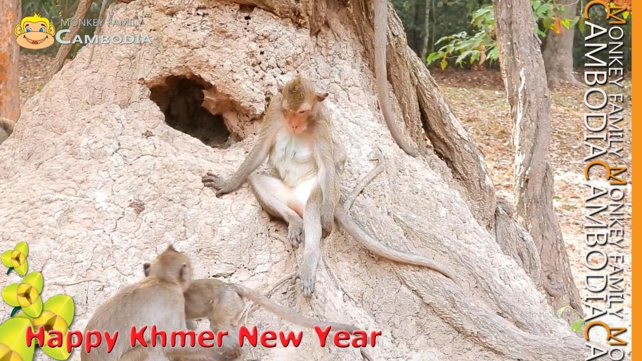 OMG.......Monkey April give a deadly look to Spring to warn her not to ...