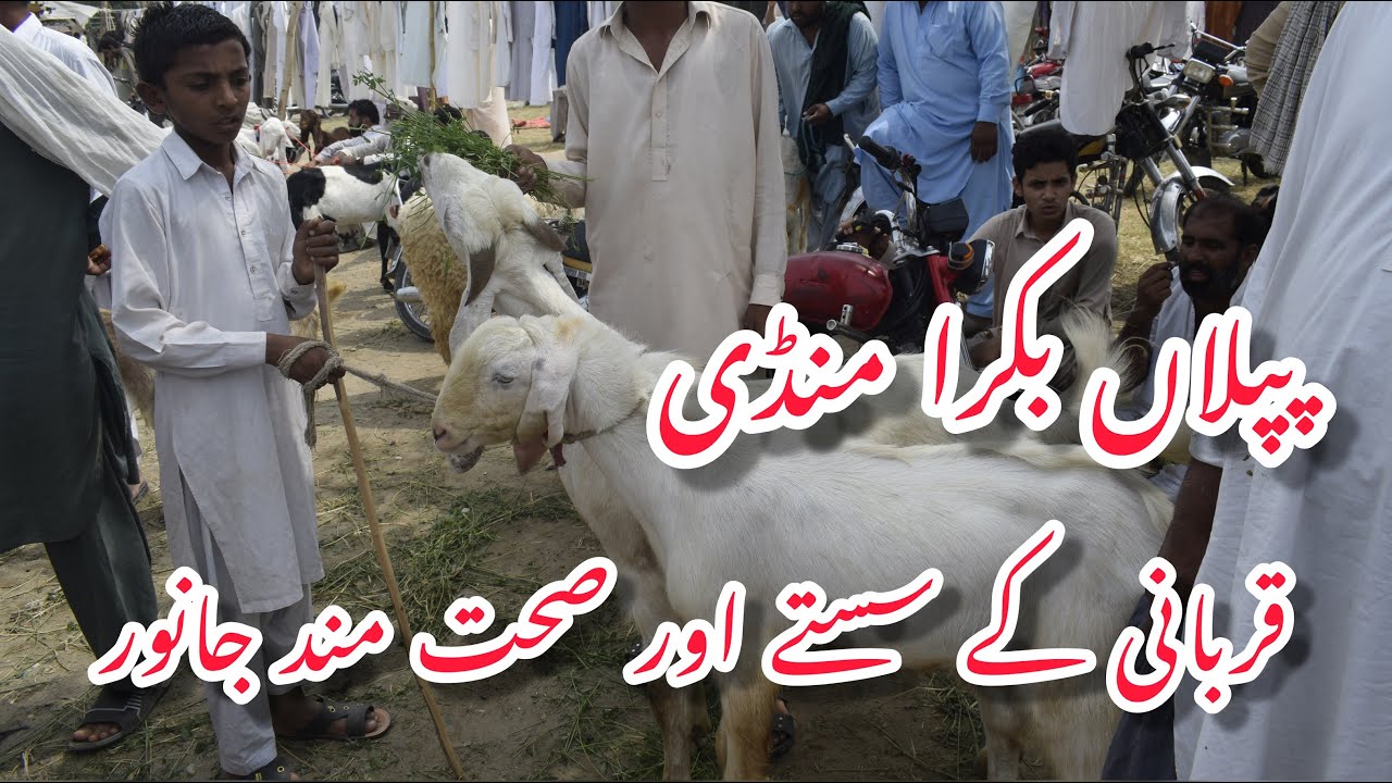 Maveshi Mandi 2023 Piplan Punjab Pakistan, (Bakra Mandi Piplan) (Sasty ...
