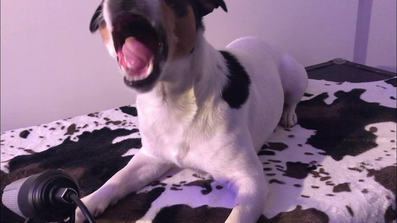 ASMR Dog Licking peanut butter off mic deep ear triggers - YouTube