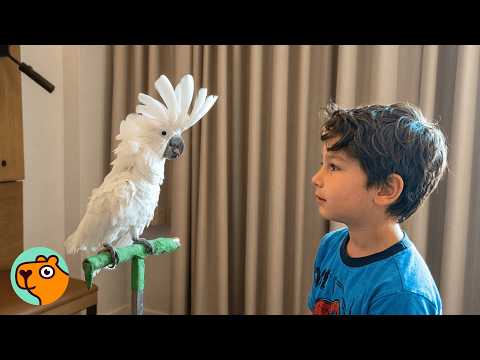 Blind Cockatoo Sees His Family For The First Time In 10 Years | Cuddle Buddies