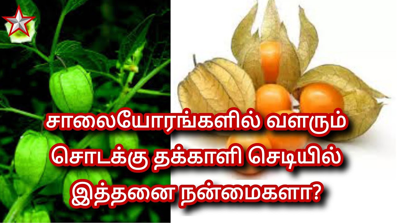 சொடக்கு தக்காளியில் இவ்வளவு நன்மைகளா? | Benefits of Sodakku Thakkali ...