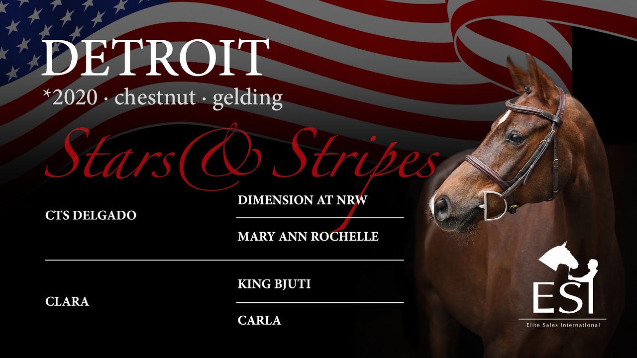 DETROIT Pony *2020 chestnut gelding by CTS Delgado x King Bjuti ESI ...