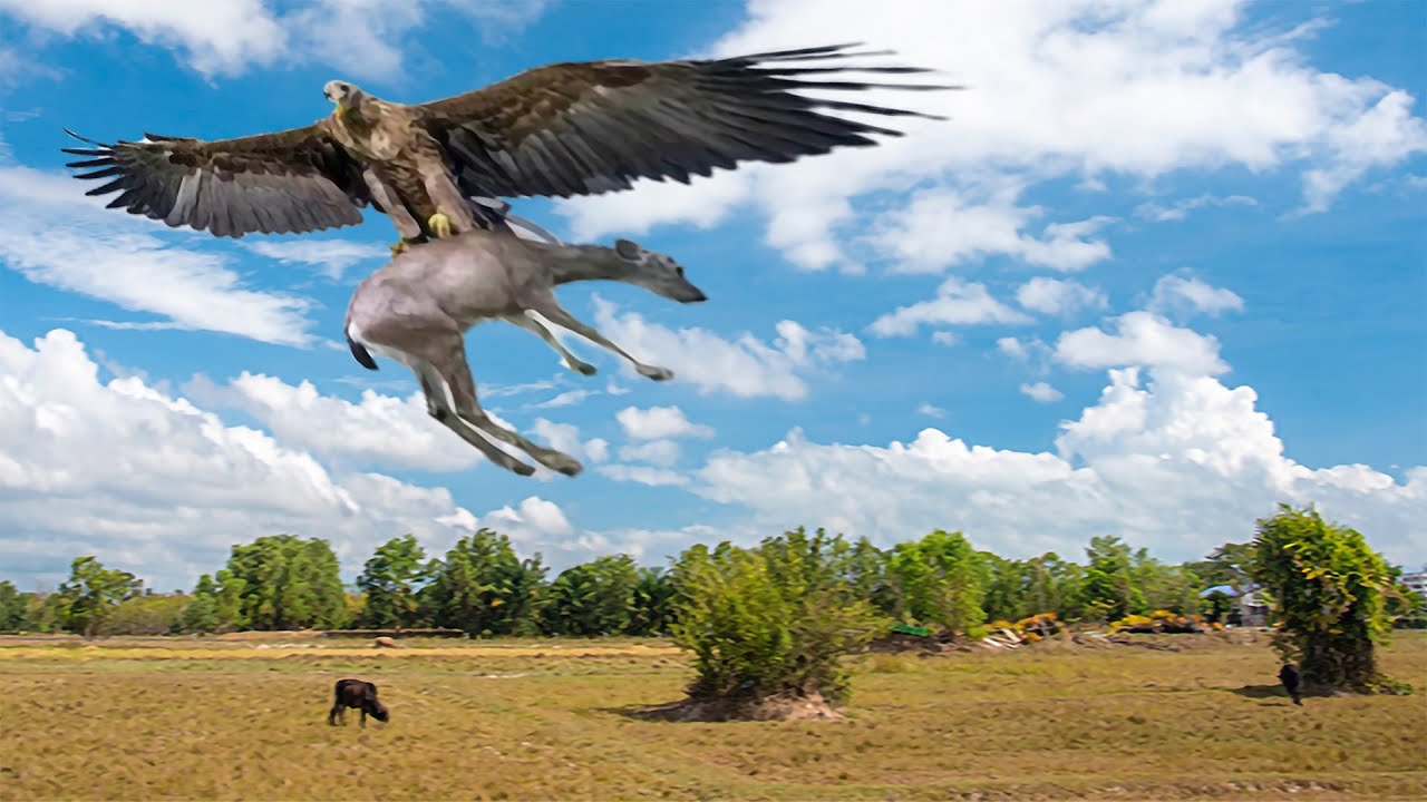 Eagles captures a Goat | Amazing Raptors and Eagle Attacks | Eagles vs ...