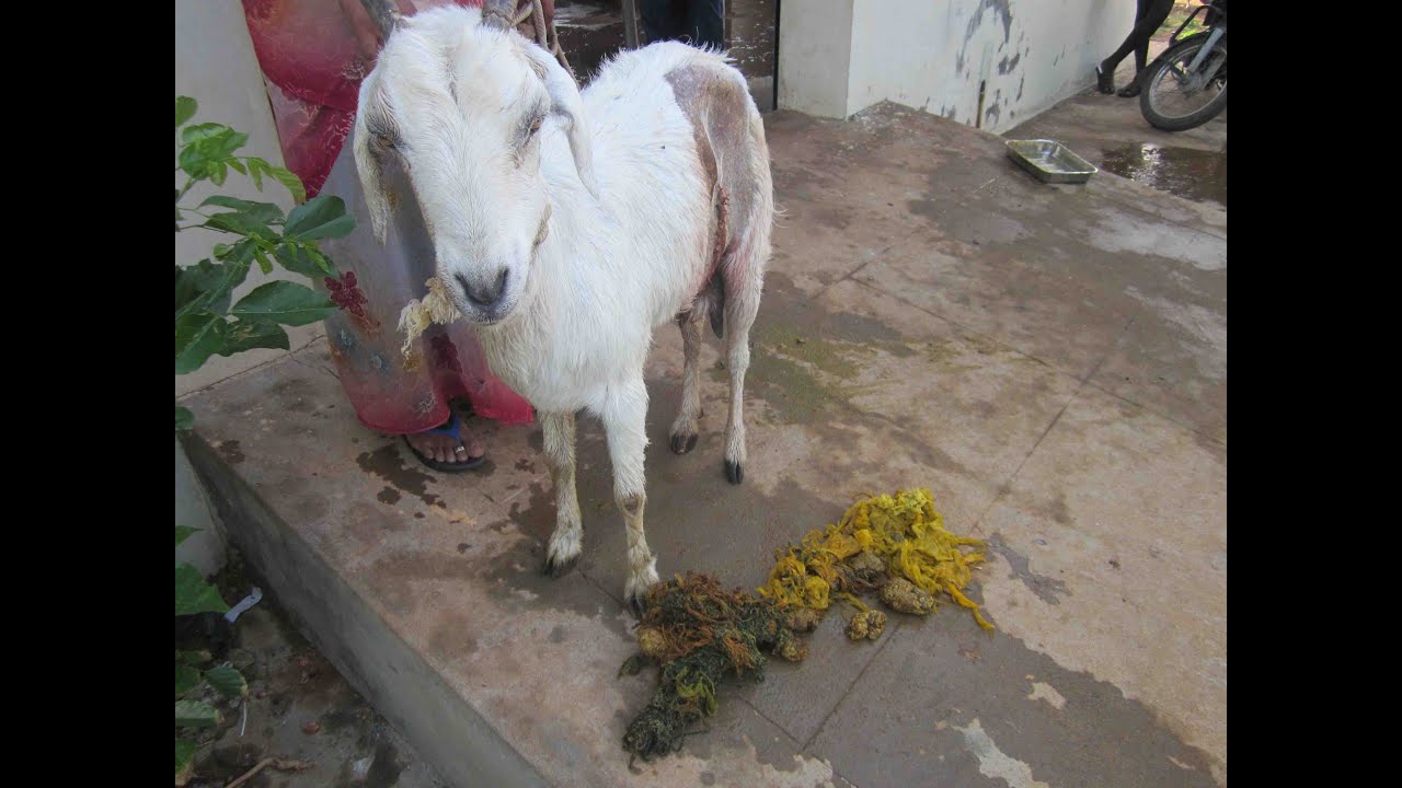 பிளாஸ்டிக் பொருட்களை கால்நடைகள் ஏன் சாப்பிடுகின்றன / Rumenotomy in a ...