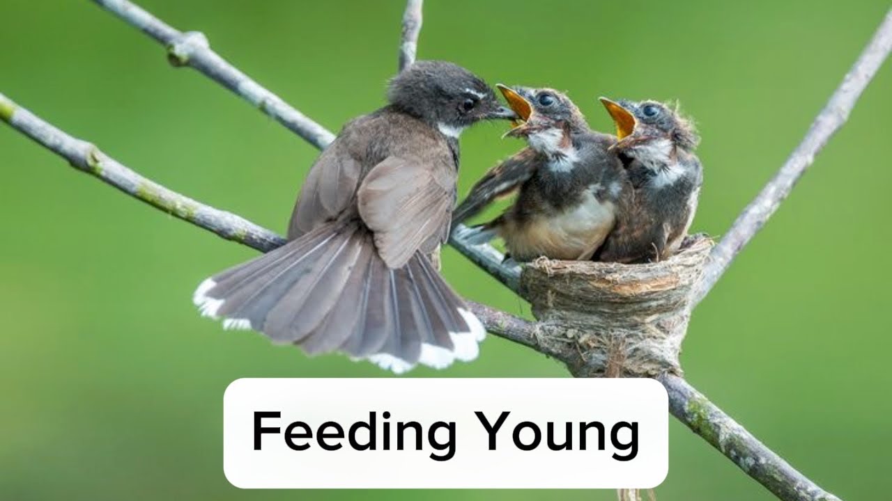 Big Birds Catching Insects: Feeding Time for Young Avian Predators ...