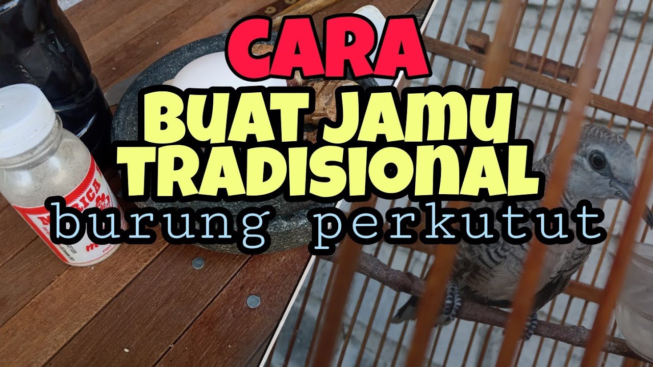 cara buat jamu tradisional burung perkutut - YouTube