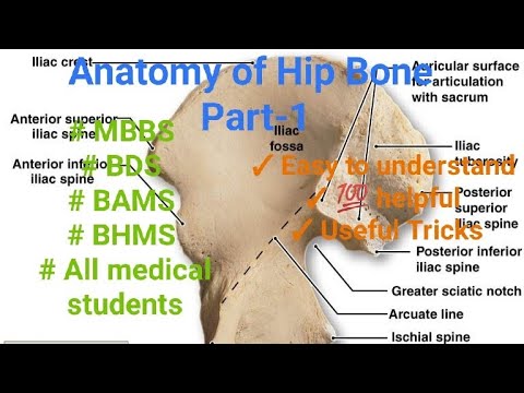 Anatomy of the Hip bone Part-1 / External Features / Side Determination ...