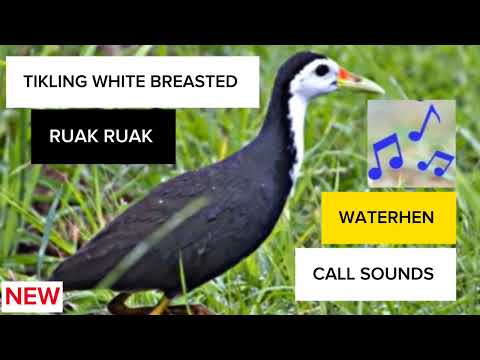 Tikling Na White Breasted | Ruak Ruak Waterhen | Legit Real Call Bird ...