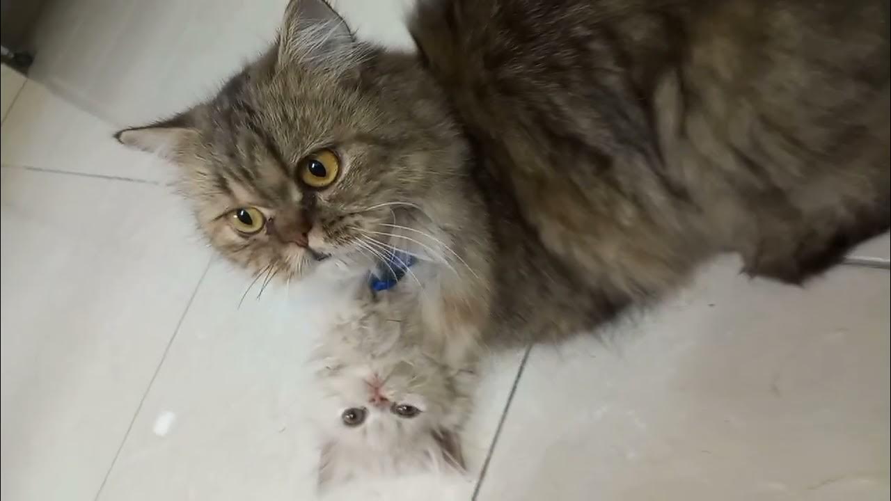 How Mother Cat Play With Her Kitten Youtube