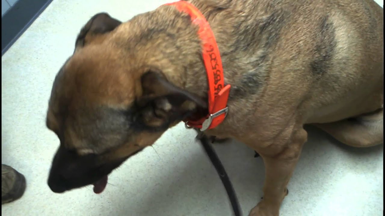 ONE TOUGH DOG!!! Dane shrugging off a painful injury like nothing ...