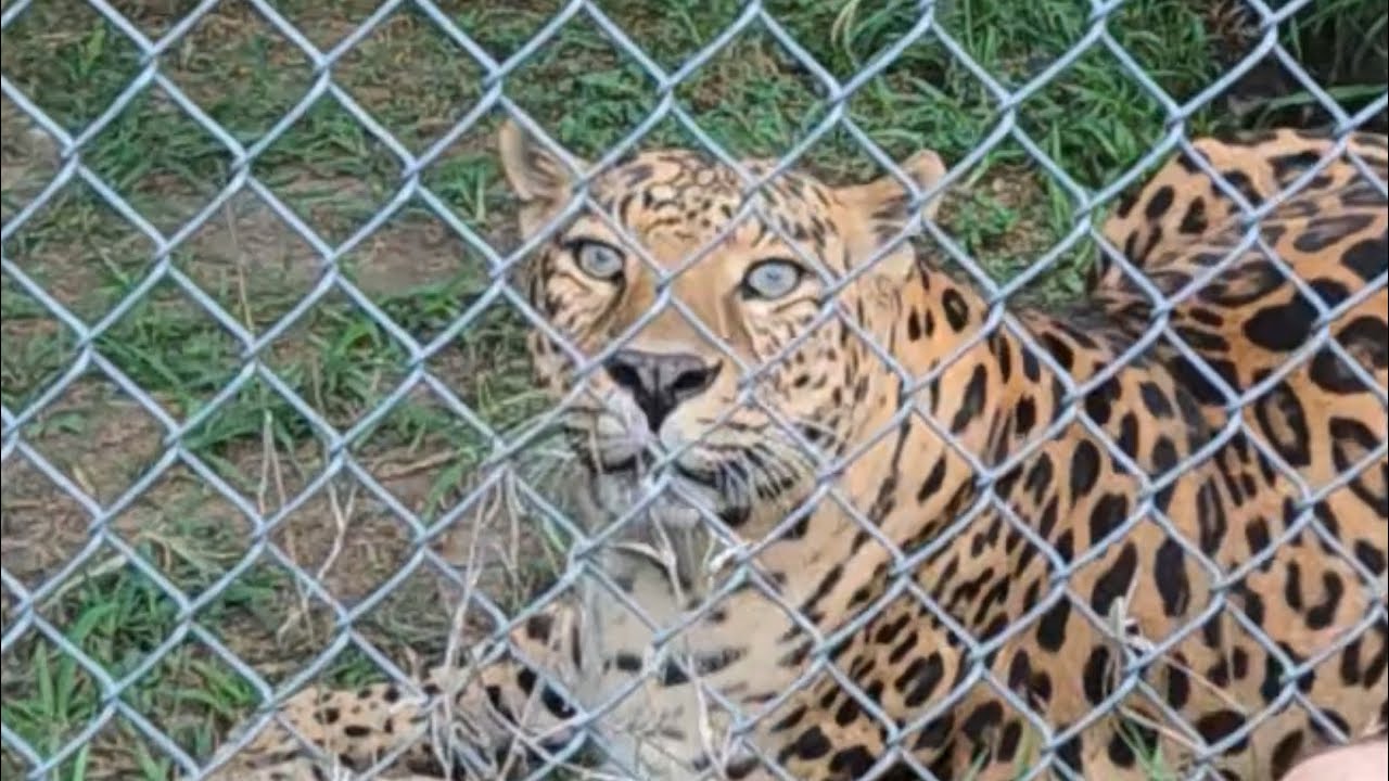 Cedar Cove Feline Conservatory & Sanctuary - YouTube