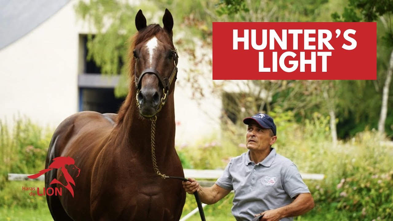 Hunter's Light, étalon au Haras du Lion en 2024 - YouTube