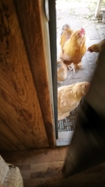 Chickens Caught being Nosey - YouTube