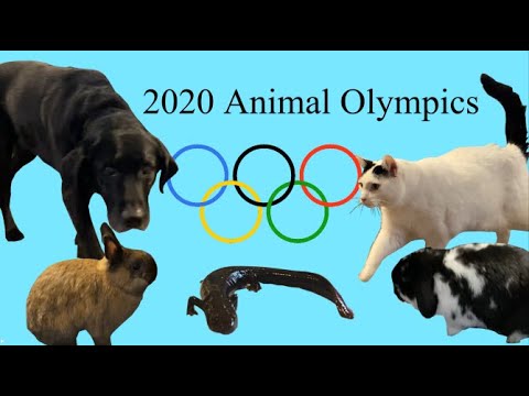 Animal Olympics! (What is the best pet?) - YouTube