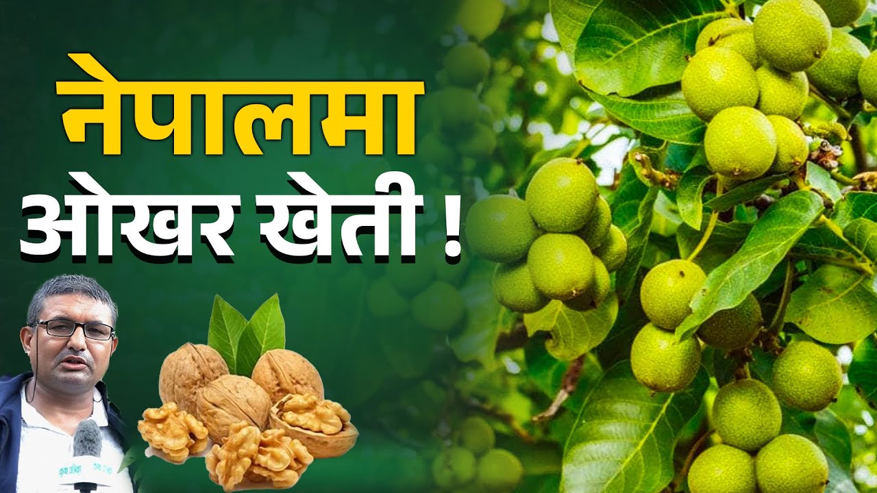 नेपालमा ओखर खेती कसरी गर्ने ? हेर्नुस् सम्पूर्ण जानकारी सहित || Walnut ...