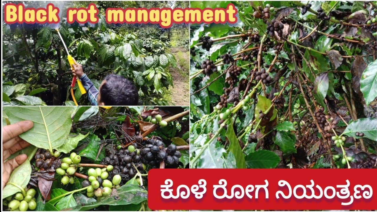 ಕಾಫಿ ಗಿಡದ ಕೊಳೆರೋಗ | Coffee Black rot management | Coffee | Black rot ...