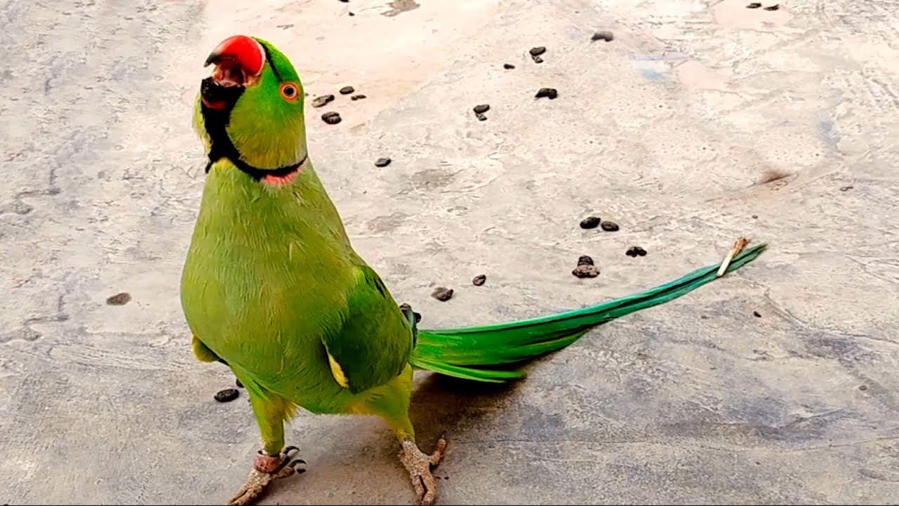 Green Parrot Talking Natural Sounds Effect 4K Video 2025 - YouTube