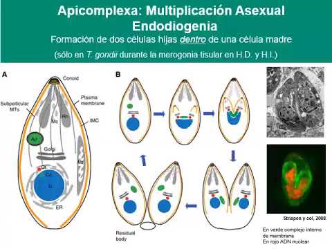 7 1 Apicomplexa - YouTube