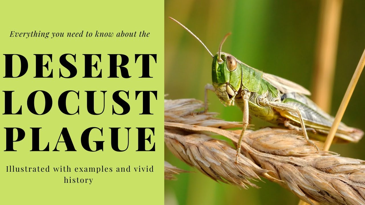 Desert Locust Plague attack on India Explained | With Complete ...