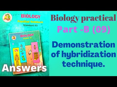 Demonstration of hybridization technique biology practical class 12 ...