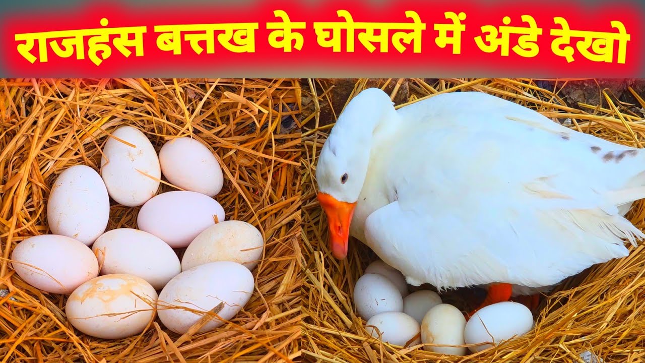 राजहंस बत्तख की घोसले में अंडे 🦢 Rajhans Duck Eggs, Rajhans Duck Nest ...
