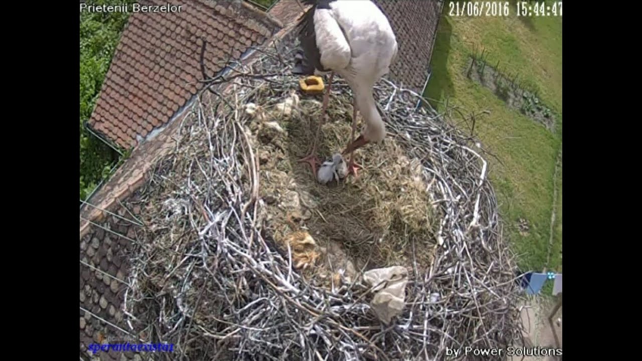 Cuib Barza Cristian / White Stork Romania Cristian - 3 Days Old Stork ...