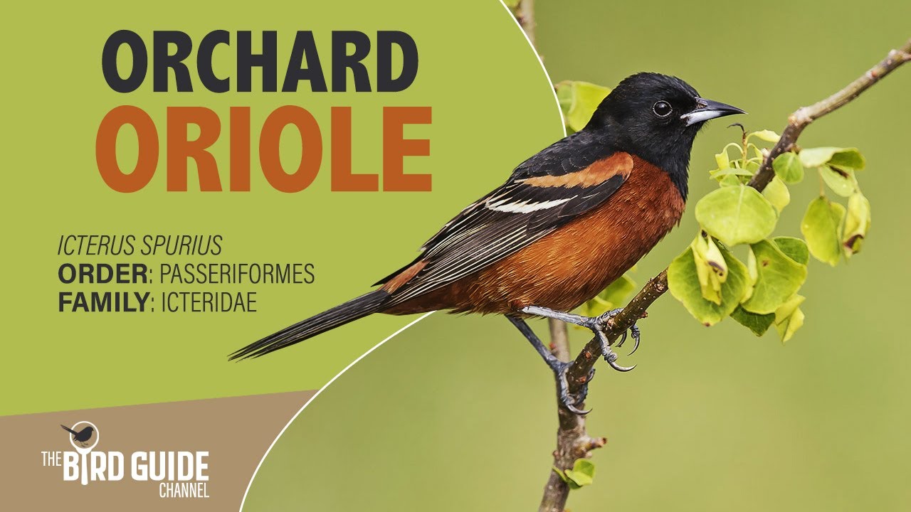 Orchard Oriole | Field and Stream (The Bird Guide Channel) - YouTube