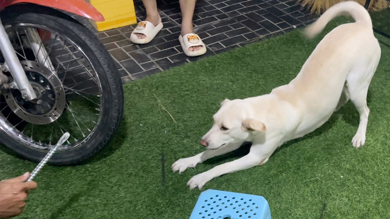 BOBO is the dog look adorable in playing . Lovely dogs - YouTube