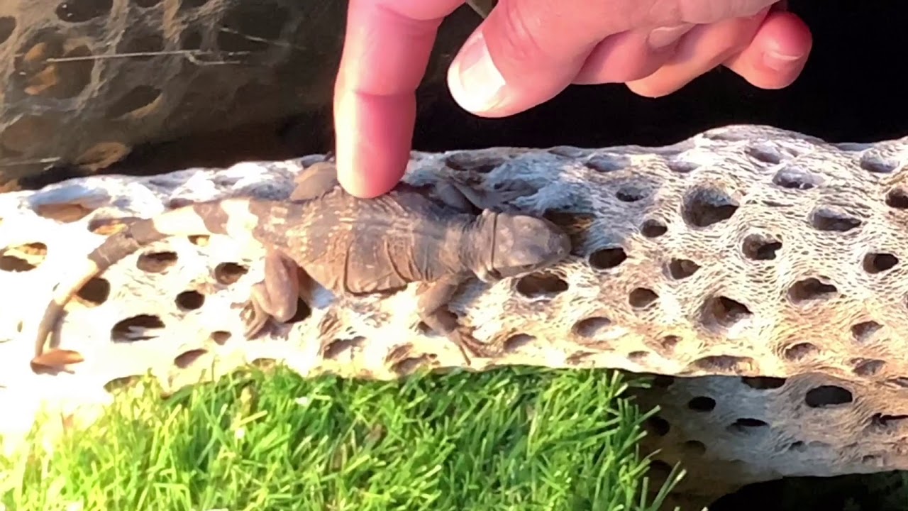 CHUCKWALLA BABY WHY I NAMED HIM MR. WIGGLES - YouTube