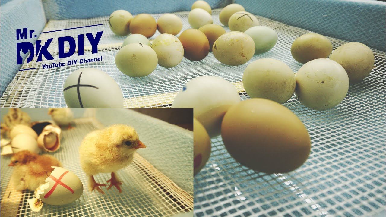 How To Make an Egg Incubator at Home / DIY Incubator eggs / Styrofoam ...