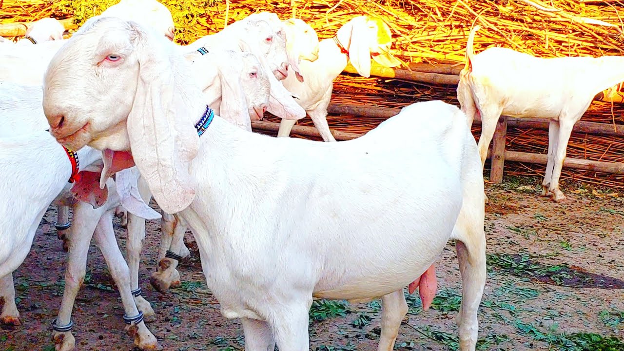 Puery rajanpuri bred Goats 03315224500 Public bismillah goat farm. Dec ...