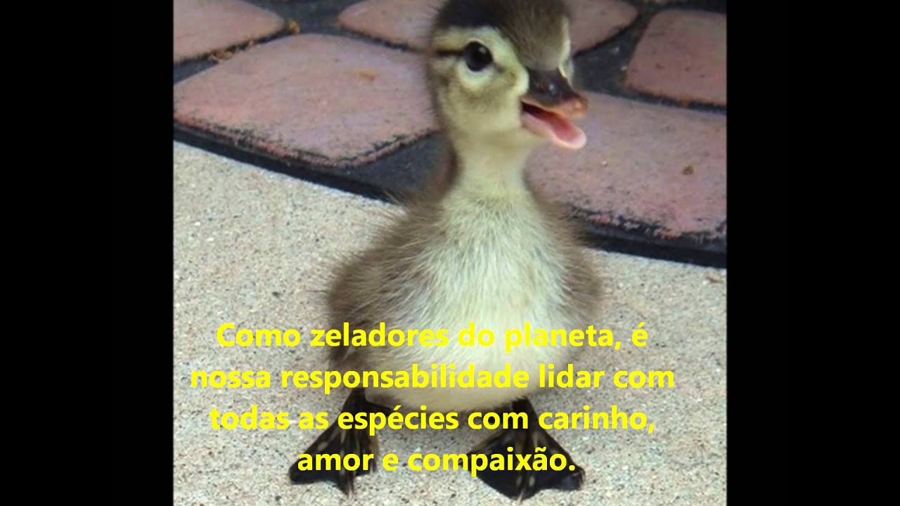 Animais super fofos - YouTube