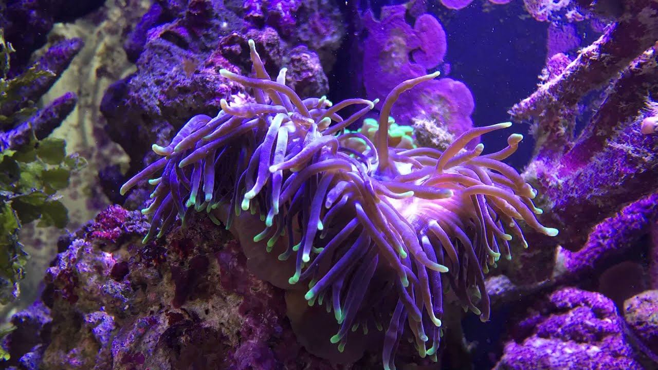 Time-lapse of my anemone crawling down a rock - YouTube