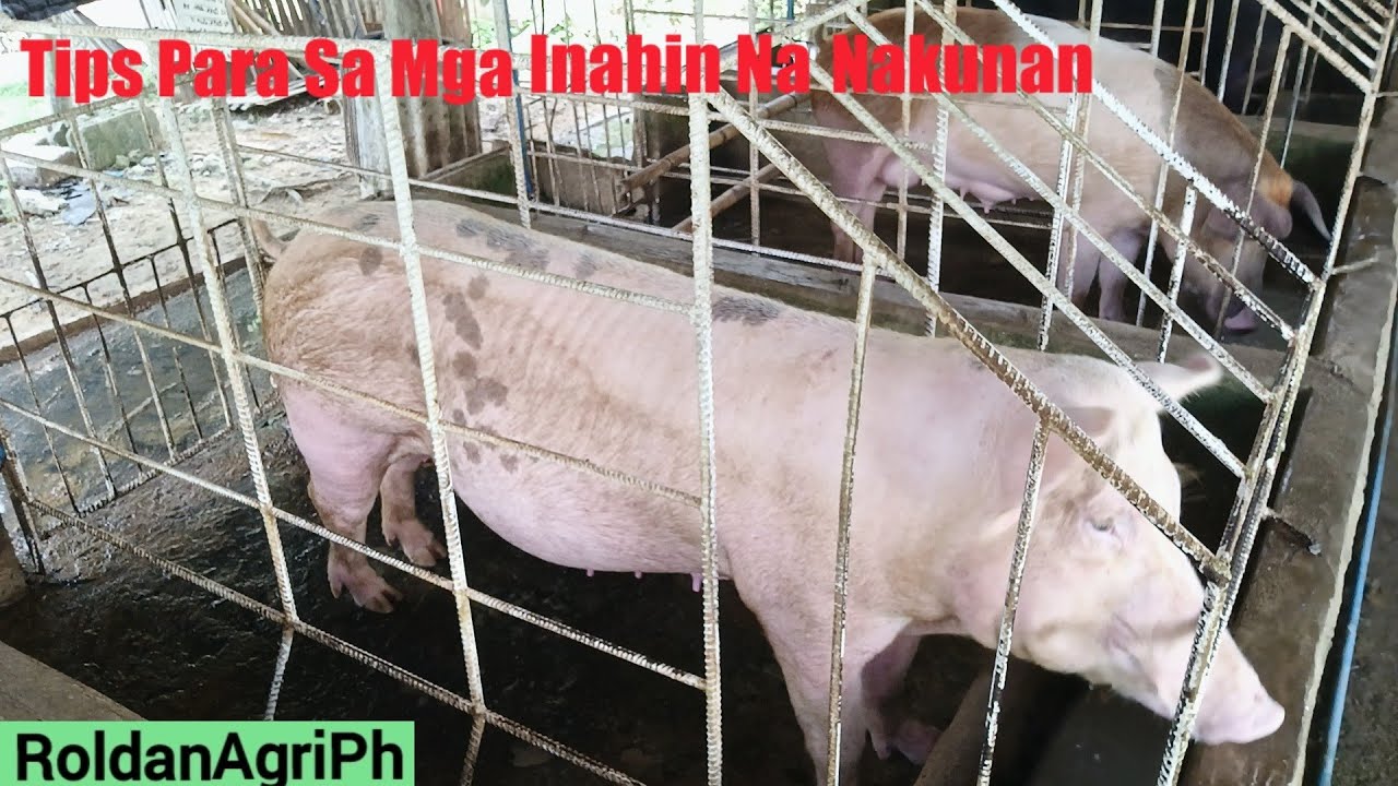 Mga Dapat Gawin Kong Makunan Ang Inahing Baboy @roldanagriph9014 - YouTube