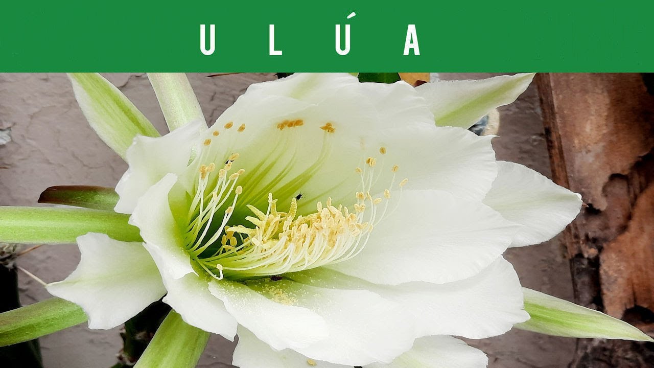🔵ULÚA-CACTUS FRUTAL (PLANTAS COMESTIBLES) (HARRISIA POMANENSIS) (APPLE ...